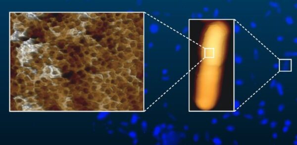 NanoWizard V | BioAFM | Essencis Technologies